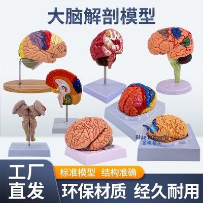 蓝蝶模型人体大脑解剖教学