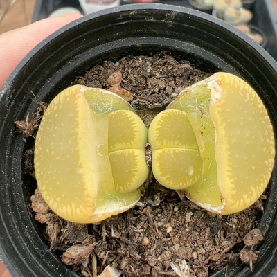 屁股花多品种混发精品多肉植物6490秒杀