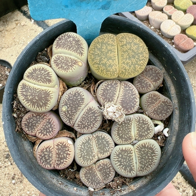 生石花切糕一物一拍948流水日轮