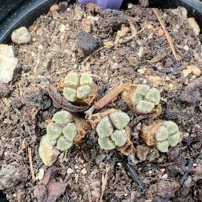 生石花切糕一物一拍4727火柴