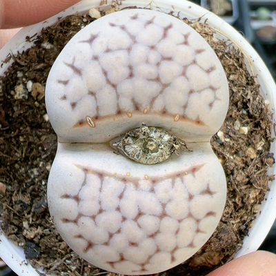 石生花屁股花4622网纹寿丽