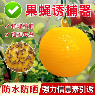 果蝇小飞虫蚊虫克星诱捕粘蝇球