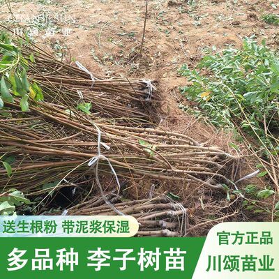 川颂苗业晚熟脱骨脆红李嫁接苗