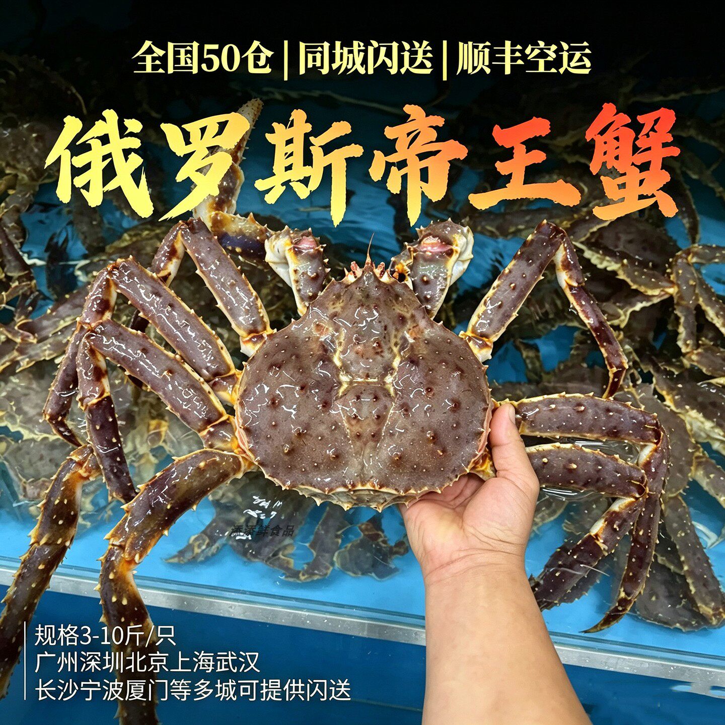 【3-10斤/只】鲜活帝王蟹海鲜水产特超大皇帝长脚俄罗斯螃蟹送礼