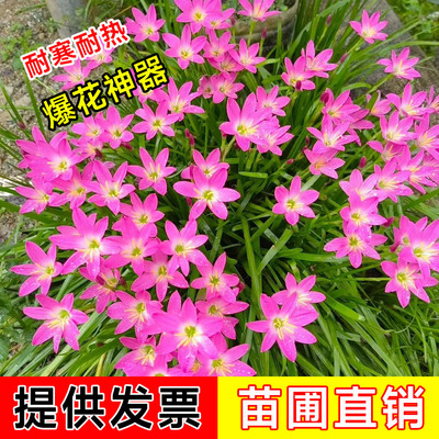 葱兰花苗韭兰风雨兰种球花卉葱莲