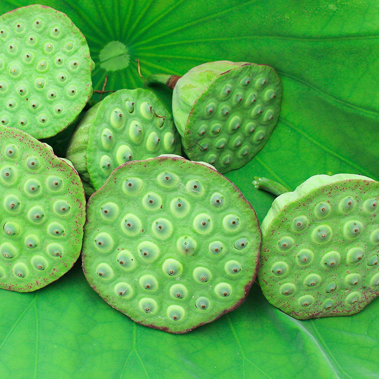 顺丰湖北新鲜莲蓬即食现摘生吃鲜莲子莲蓬孕妇水果太空嫩莲米