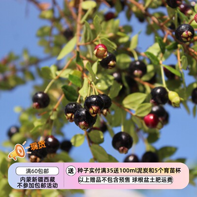 【种子】多年生 桃金娘科 阿瑞安树 智利香桃木 5粒