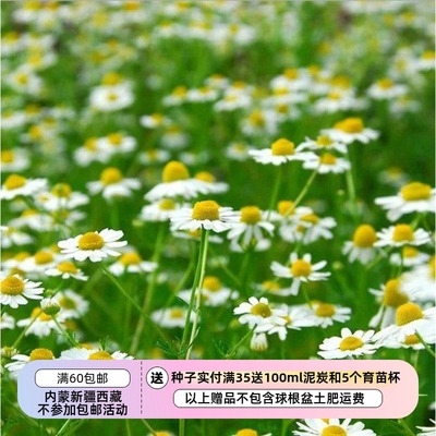 香草大地苹果罗马洋甘菊20粒种子