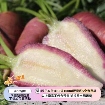 【种子】传家宝老品种 粉紫胡萝卜 格尼夫  10粒