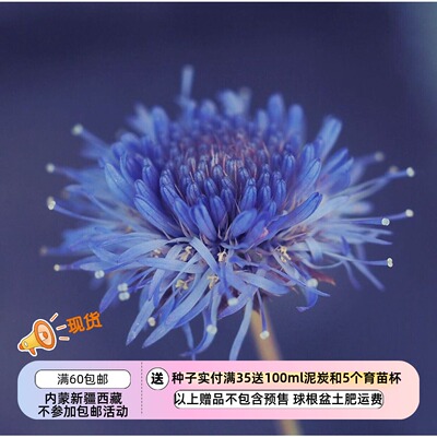 桔梗科伤愈草蓝色闪光灯