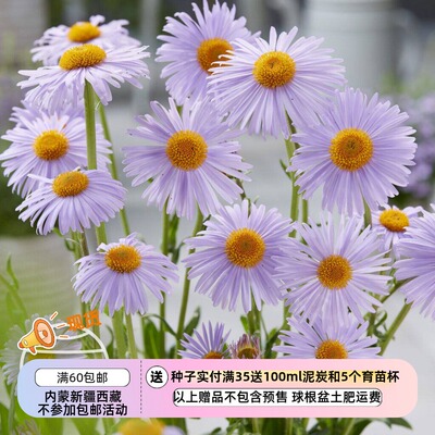 瓦特堡紫菀初夏紫菀10粒