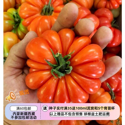 疯狂的小羊西红柿进口番茄种子