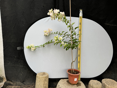 绿叶樱花原生三角梅庭院四季勤花