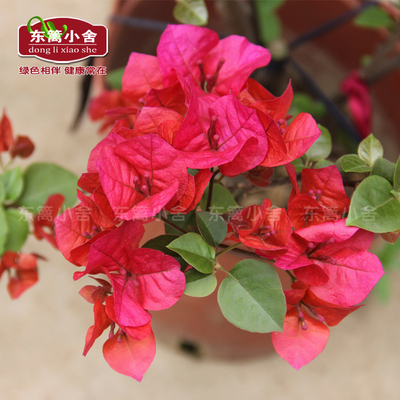 三角梅绿叶大红　中国红原盆发货