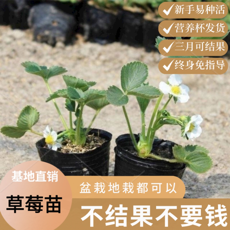草莓苗盆栽奶油草莓树苗特大果四季种植带花营养杯阳台庭院果树苗