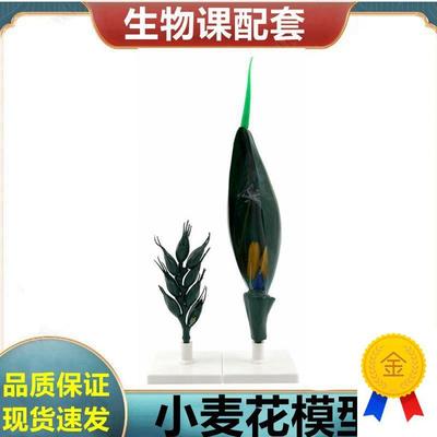 小麦花模型植物种子玉t米籽单子叶双子叶桃花结构芽胚衣藻