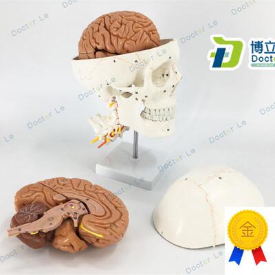 正品人体头d颅骨大脑模型头骨模型1:1颅脑颈椎神经科教学
