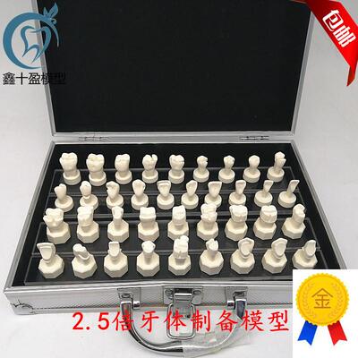 牙科口腔b模型牙体制备模型2.5倍牙冠预备烤瓷备牙基牙教学演示