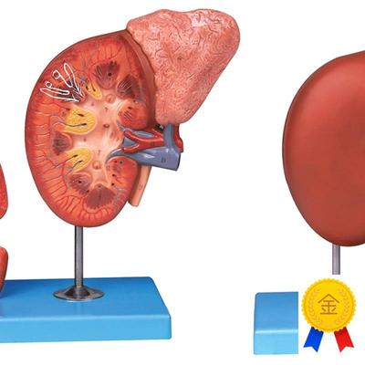 肾脏与肾b上腺放大模型/解剖模型A14006