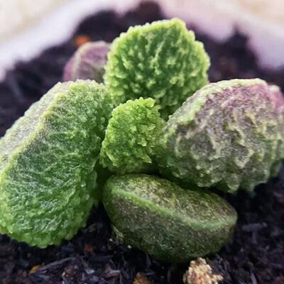 天机 多肉水泡 园艺 叶片 多肉边缘有独特纹理状态很好实生苗