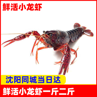 小龙虾鲜活沈阳同城海鲜水产