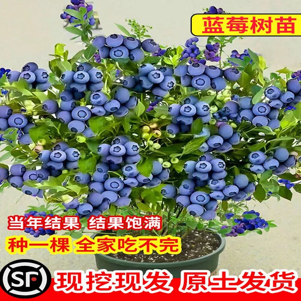 蓝莓树果苗带花带果蓝莓苗盆栽地栽果苗南北方种植薄雾兔眼绿宝石