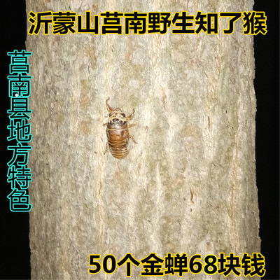 莒南县金蝉知了猴野生金蝉