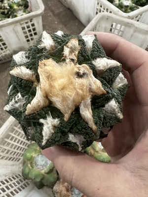 仙人球岩牡丹龟甲哥斯拉怒涛
