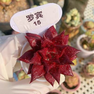 精品罗宾东云系多肉植物一物一拍