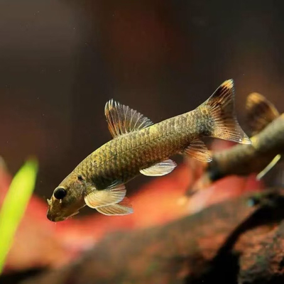 泰国进口虎头鱼热带鱼