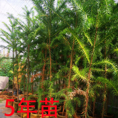 正宗巴拉那松树苗巴西松进口树种大拇指松子树苗种植基地直发正品