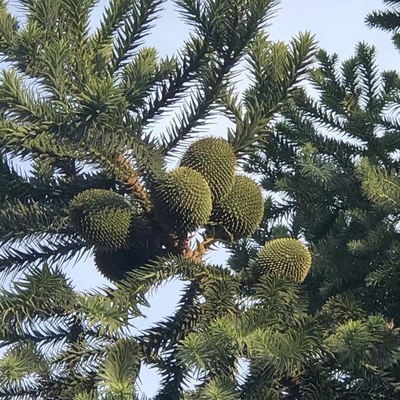 巴拉那松树苗大拇指松子正宗巴西进口树种云南种植基地直发带土球