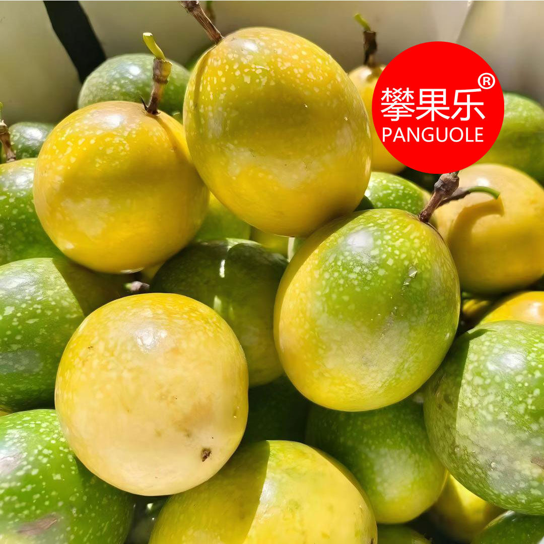 攀枝花当季新鲜黄金百香果90-160百香果 攀果乐钦蜜九号百香果