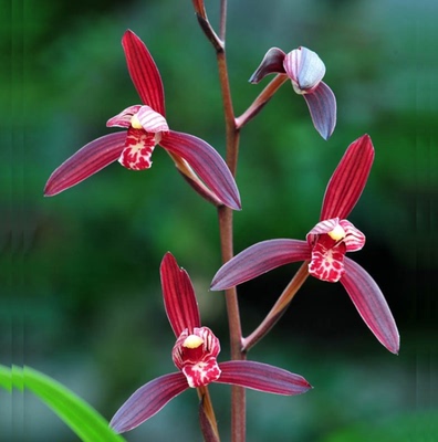 包邮当年开花老种建兰【墨宝】兰花苗阳台浓香花卉绿植盆栽