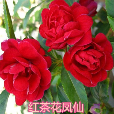 茶花凤仙种子重瓣指甲花庭院阳台盆栽易种易活花种籽春播夏秋开花