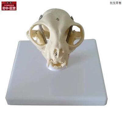 宠物猫头骨模型医用动物猫科模型宠物兽医教学教I具PVC仿真一比一