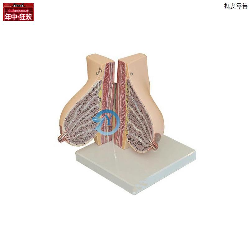 医学乳房解H剖模型哺乳期乳房结构教学模型妇科示教用标本