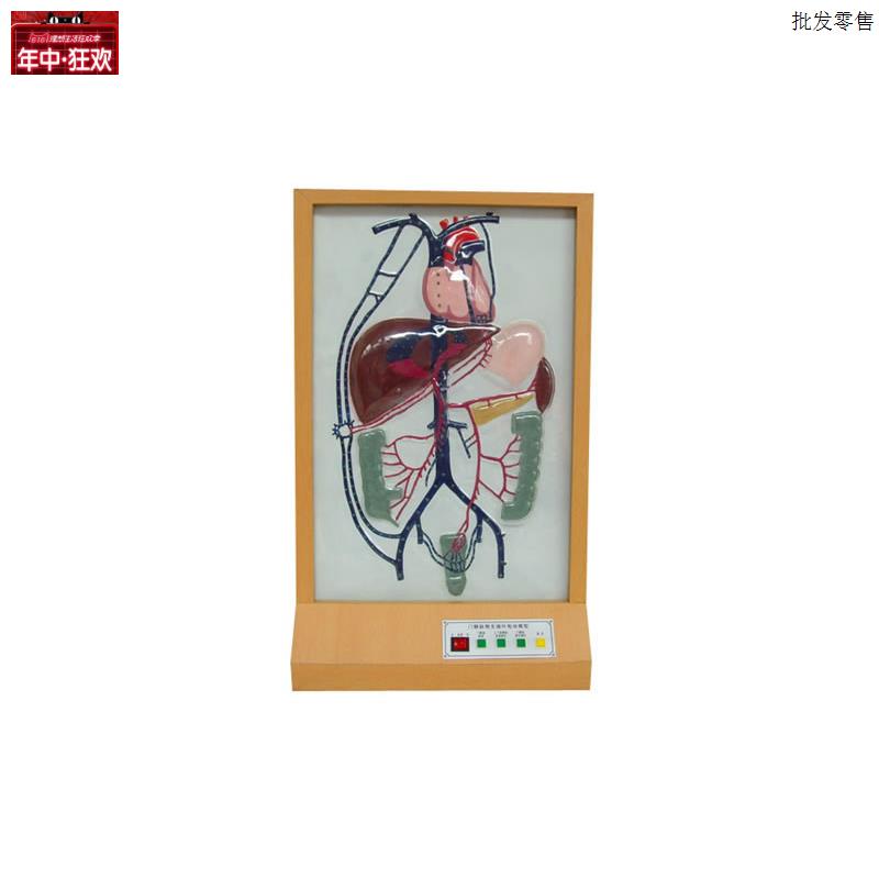 人体门静脉侧支循环电动模型医L学教学培训用标本