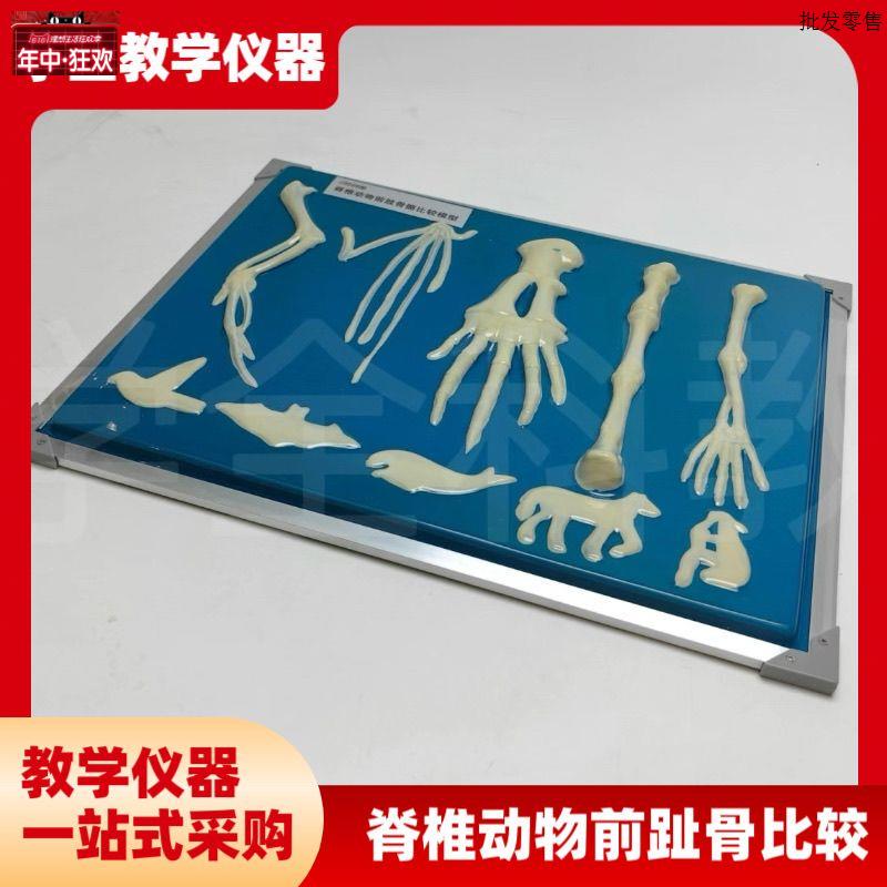 脊椎动物骨骼模型前肢标本比较生物课实a验展示器初中高中教学仪