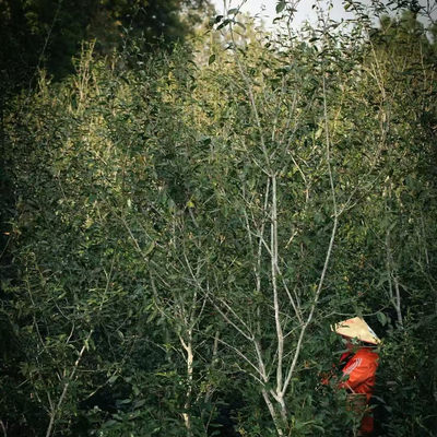 2025荒野老树白毫银针福鼎白茶