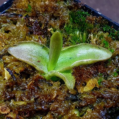 【丰收季】玻尔迪捕虫堇  3.3cm