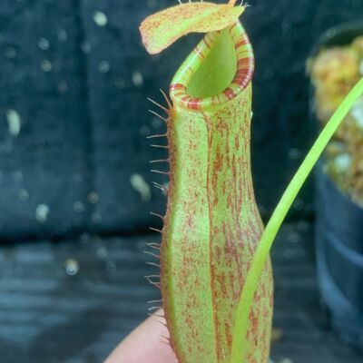 【清凉一夏】显目X葫芦猪笼草N.spectabilis x ventricosa