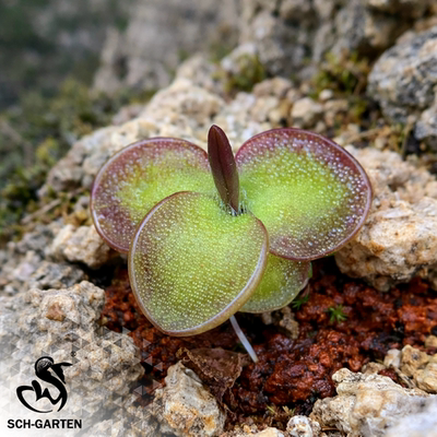 【新品】孔扎特捕虫堇丨Pinguicula conzattii