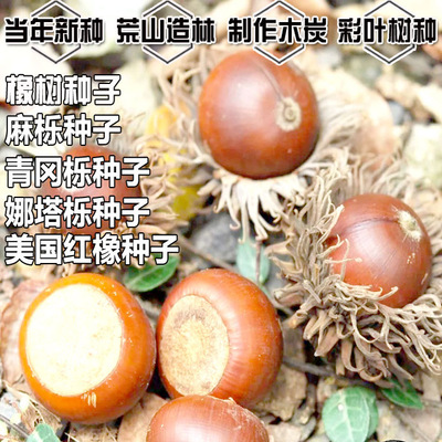 橡树种子青冈栎麻栎红橡娜塔栎籽