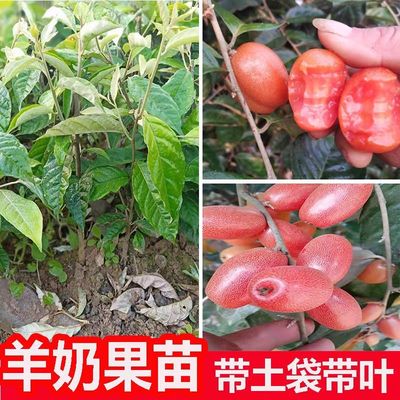 羊奶果苗特大果形 德甜二号 胡颓子苗胡秃子苗羊奶果树苗当年结果