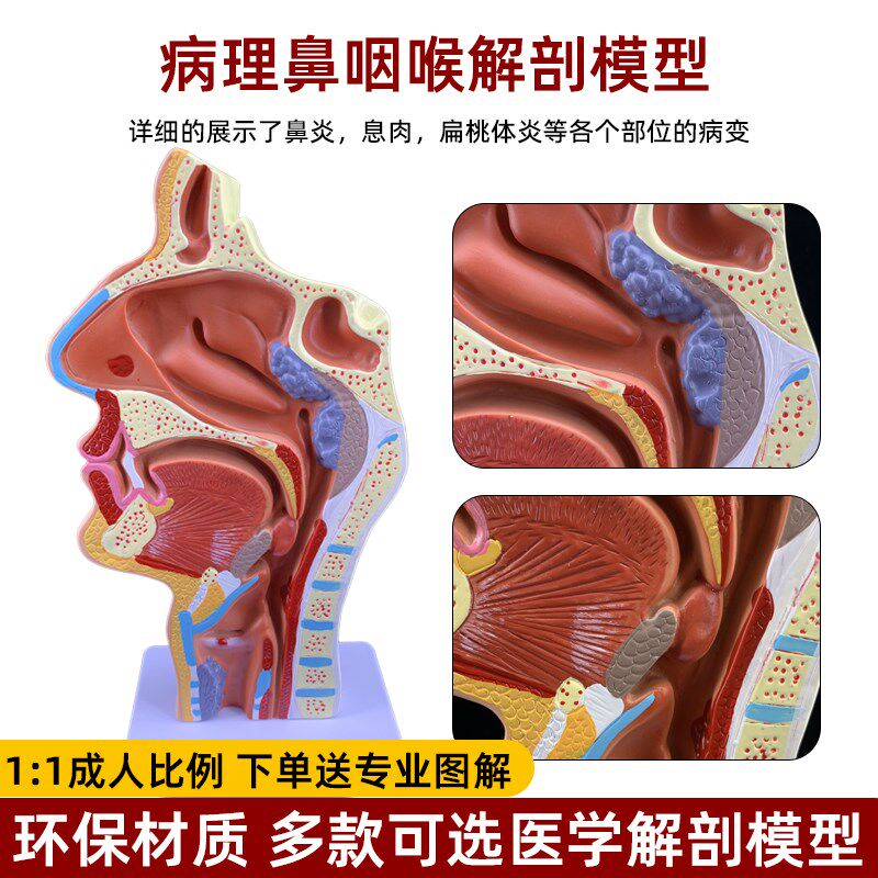中医人体鼻腔耳鼻喉解剖图鼻子口腔鼻部结构O组织科学研究教学模