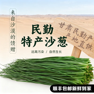 民勤沙葱新鲜野生现采商用顺丰