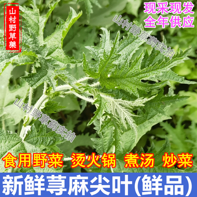 生鲜活麻尖尖食用荨麻草尖叶