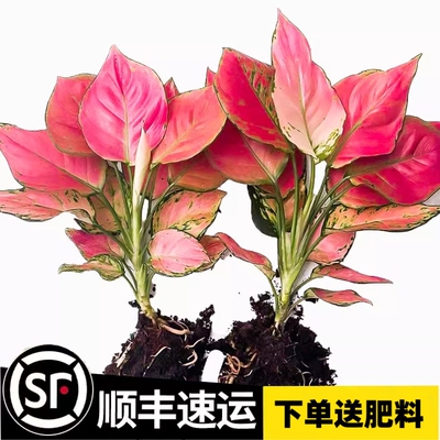 如意吉利万年红水培植物绿