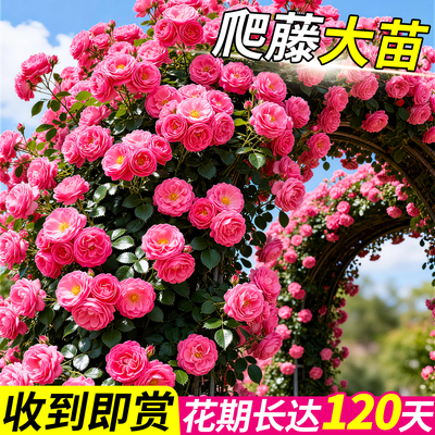 爬藤月季花四季大苗开花蒂娜特大
